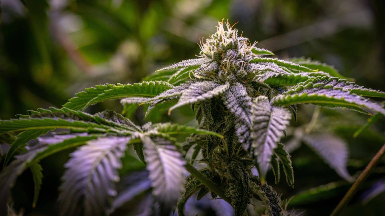 Bubble Hash 101: A Beginner's Guide - Higher Love Cannabis Co